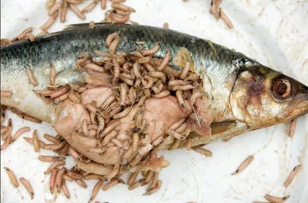 10 Most Disgusting Foods but Most Loved and Eaten by People | by Patria ...