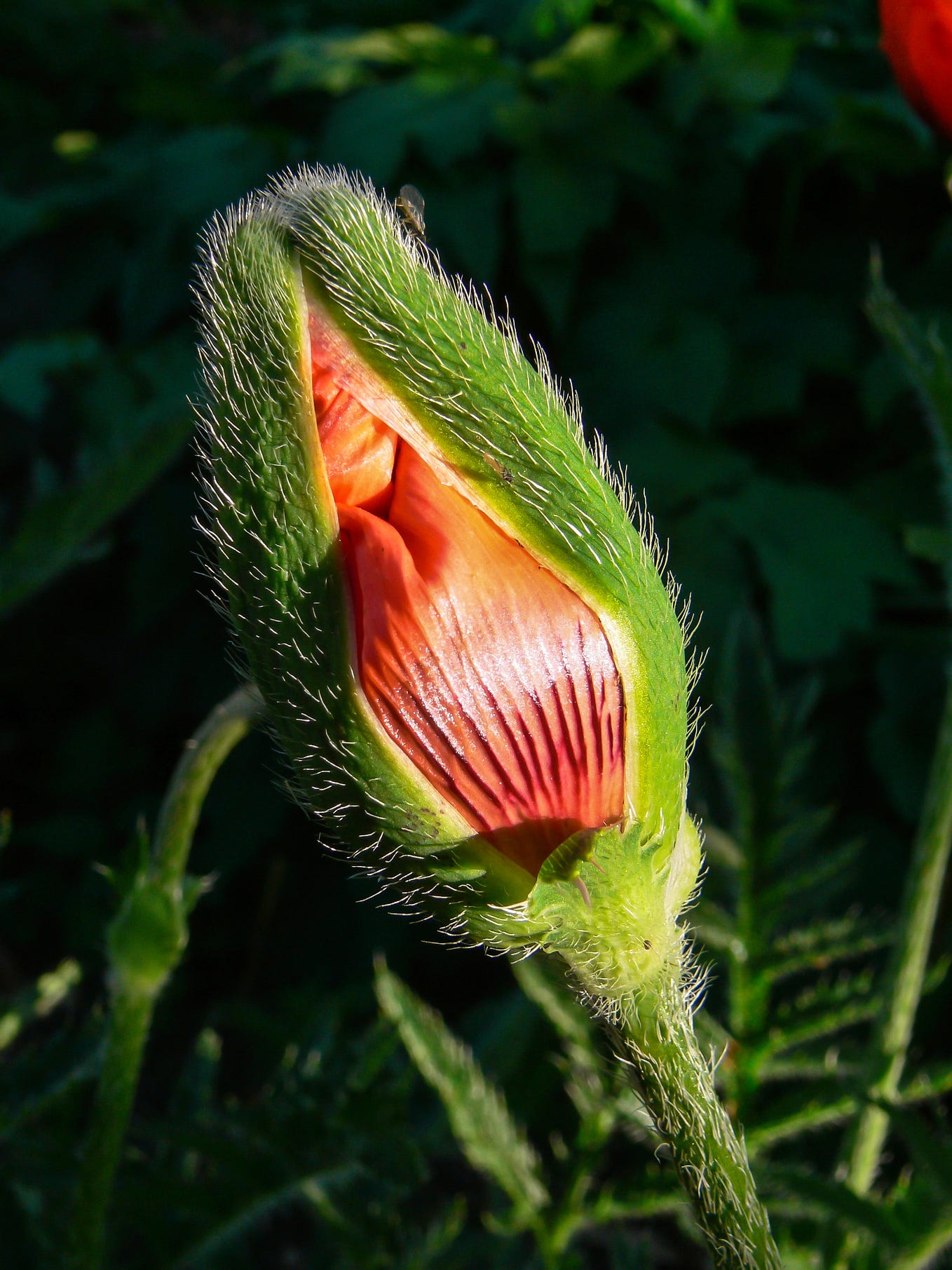 Locally(full code included): Analyzing Receipts and Invoices with Llama3.2-Vision:11b and Ollama ...