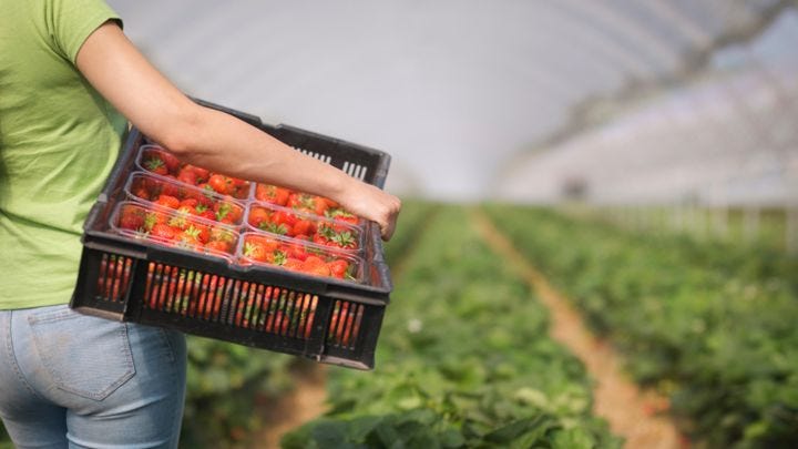 A Step By Step Guide to Domestic Polytunnel Gardening UK | by Stock ...