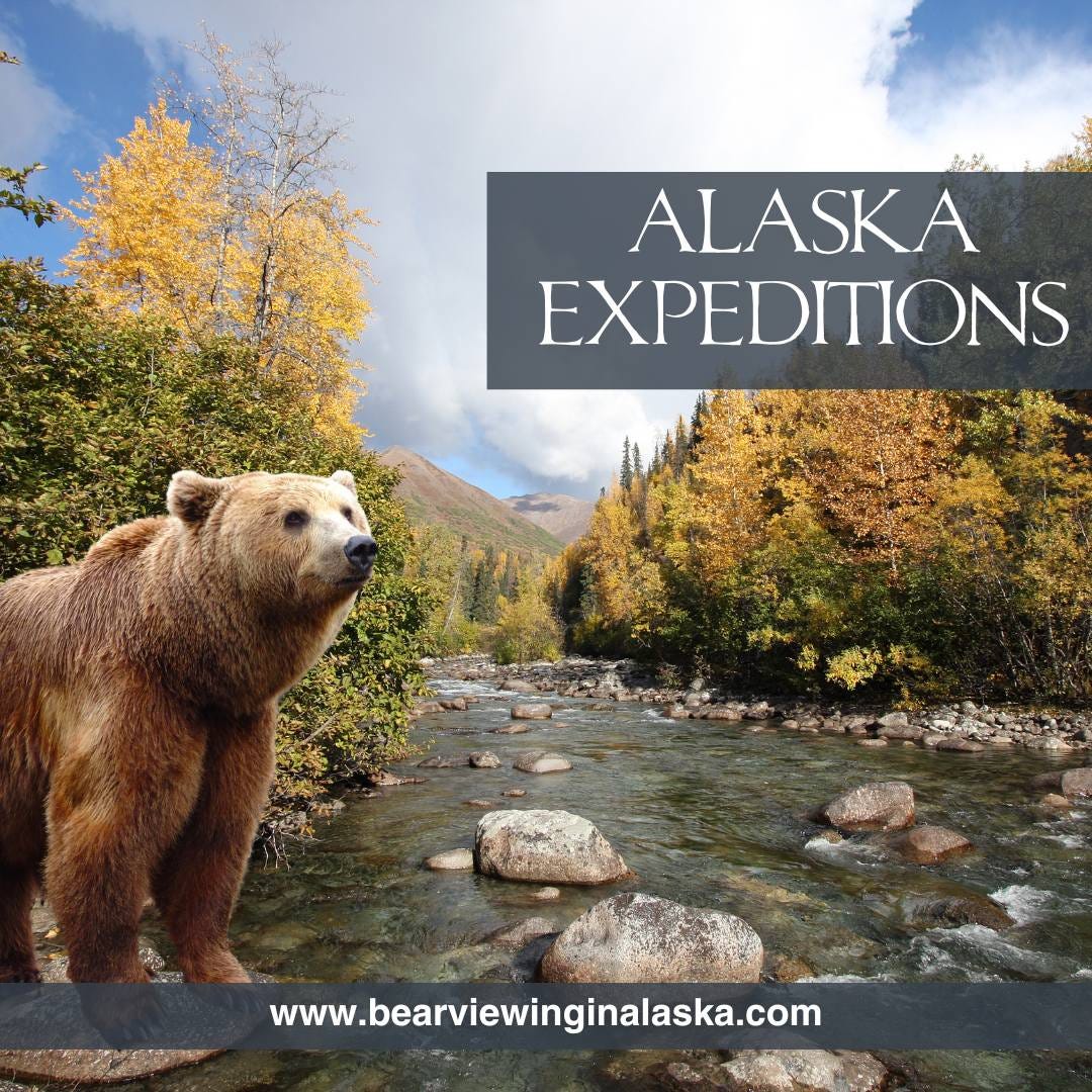 5 Things You Should Never Ignore When Watching Bears in Alaska | by Mel ...