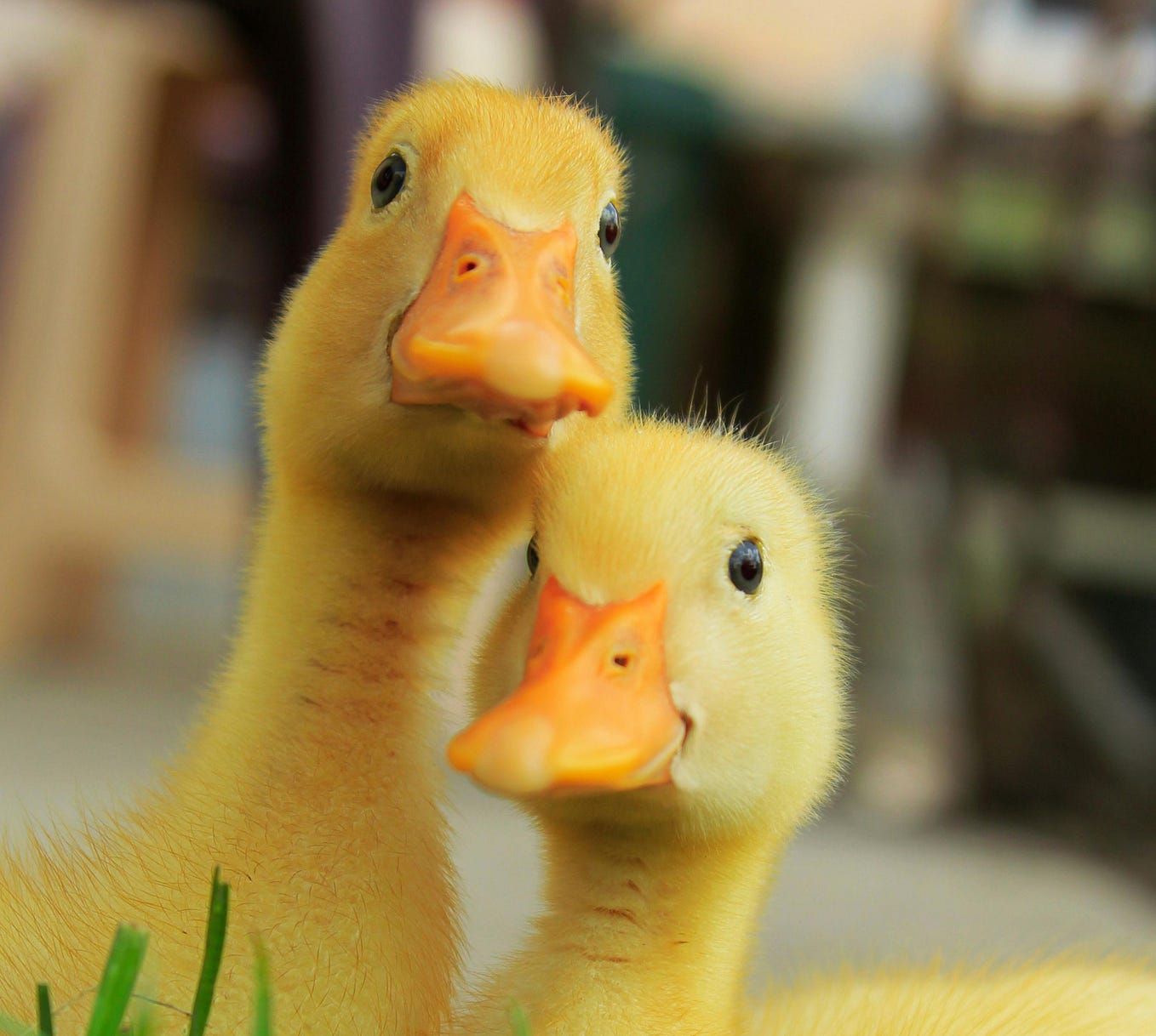 Create Your Chat Gpt 3 Web App With Streamlit In Python By Dr Alessandro Crimi Level Up Coding