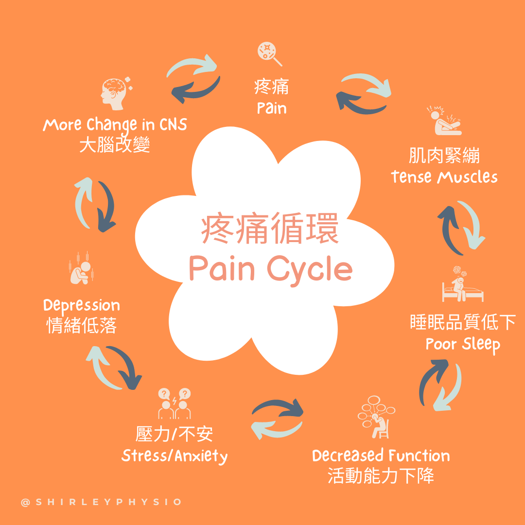 大腿後側拉傷 Hamstrings strain - Shirley Physio 賴冠帆物理治療師 - Medium