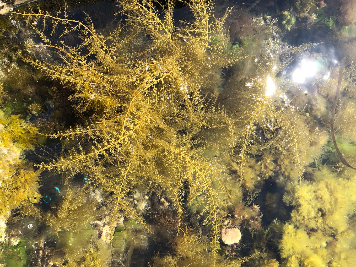 A simple seaweed value chain. An overview of the industry and the… | by ...