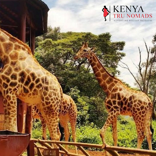 Embark on a Thrilling Adventure: A Kenya Safari Trip | by Kenya Tru ...
