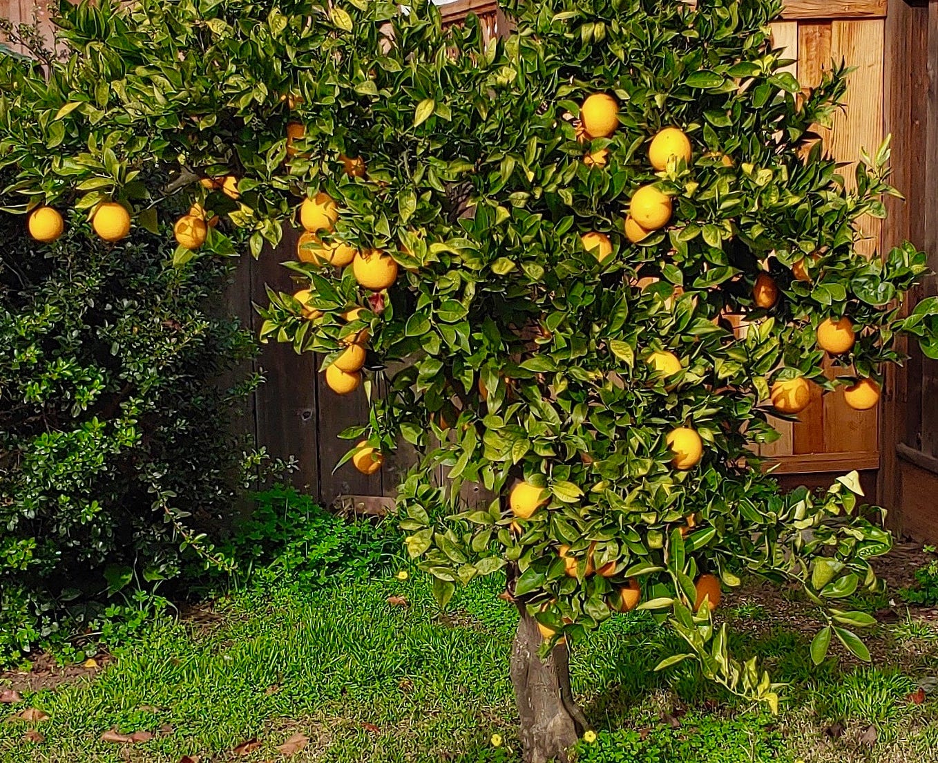 The rare fruit produced by Meyer Lemon trees is quite special | by ...