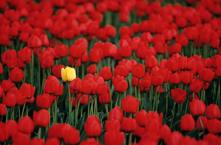 How to Remove Outliers for Machine Learning? | by Anuganti Suresh ...