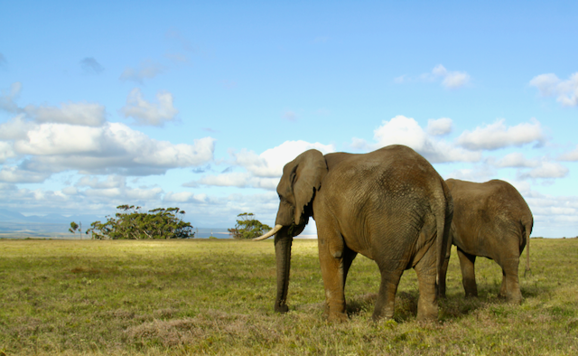 Elephant Money: A Friendly Guide to Its Consistent Rise and How to ...