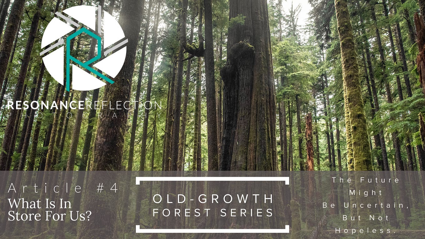 The Old-Growth Forests Of Vancouver Island. | by Marcel Comeau | Medium