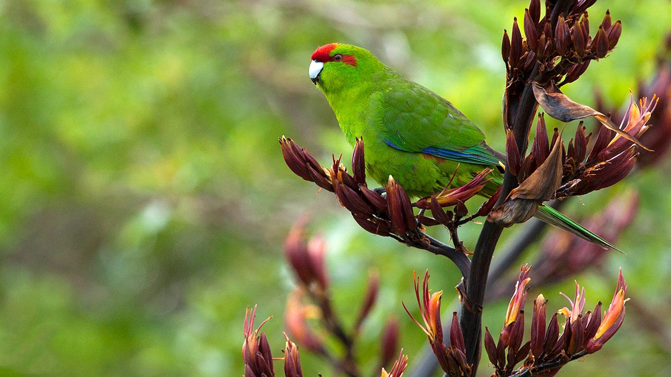 Essential Guide to Choose And Buy A Pet Parrot | by Parrot Bird | Medium