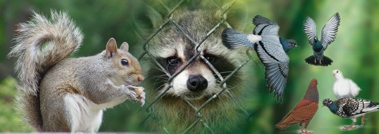 Questions to ask before going for a wildlife control service provider ...