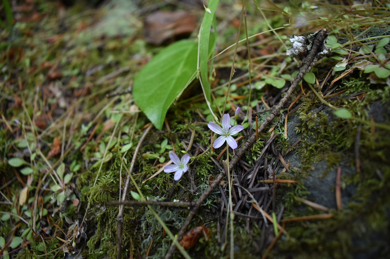 Calypso by David Sedaris. Jokes are funny, this book is not | by Emily ...