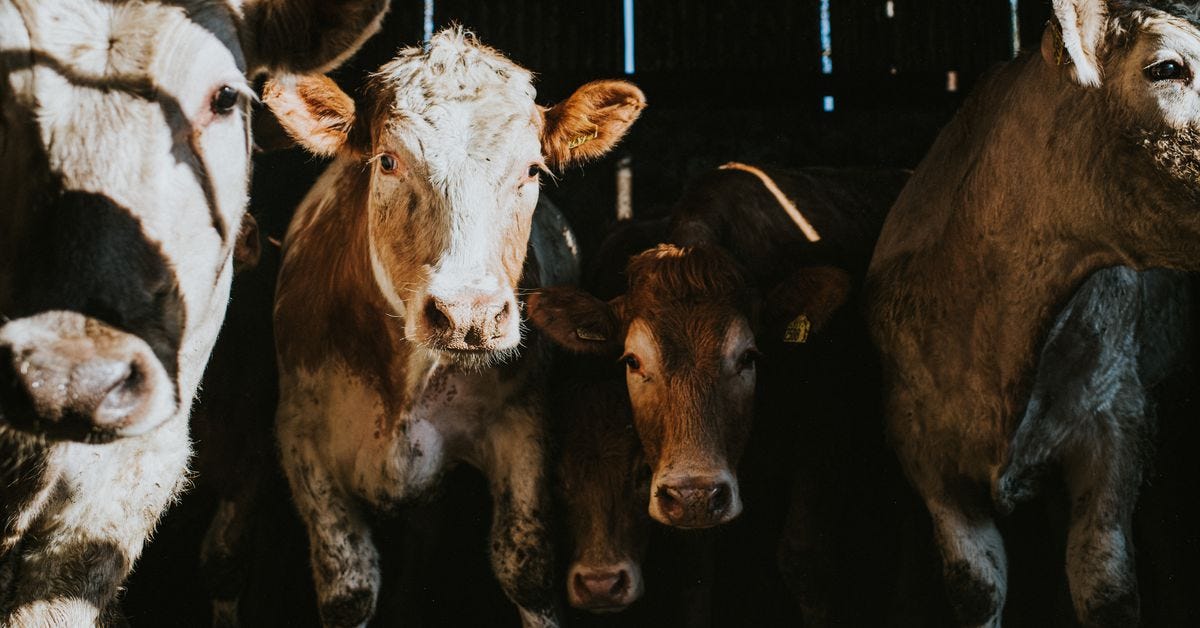 The Silent Sufferers: Inside the Chilling World of Factory Farm Animal ...