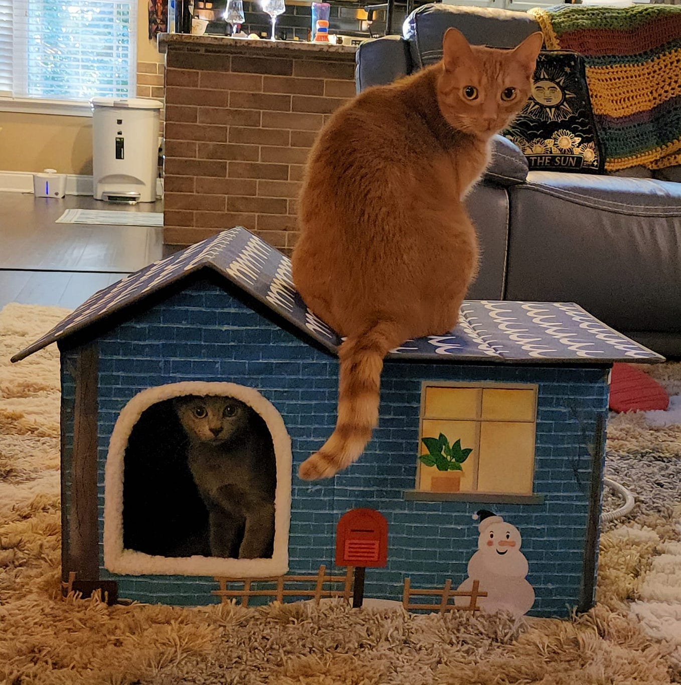 Laser for a Cat — Yes or No?. Many cat owners love to play with their ...