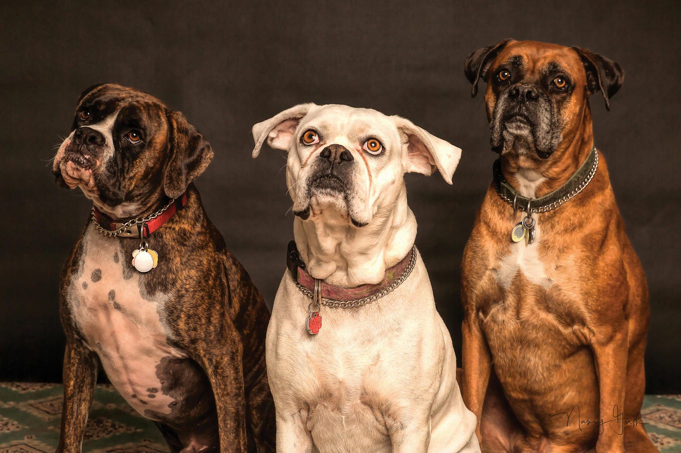 Can Dogs Eat Cherries? A Comprehensive Guide | by hadi shyk | Oct, 2024 ...