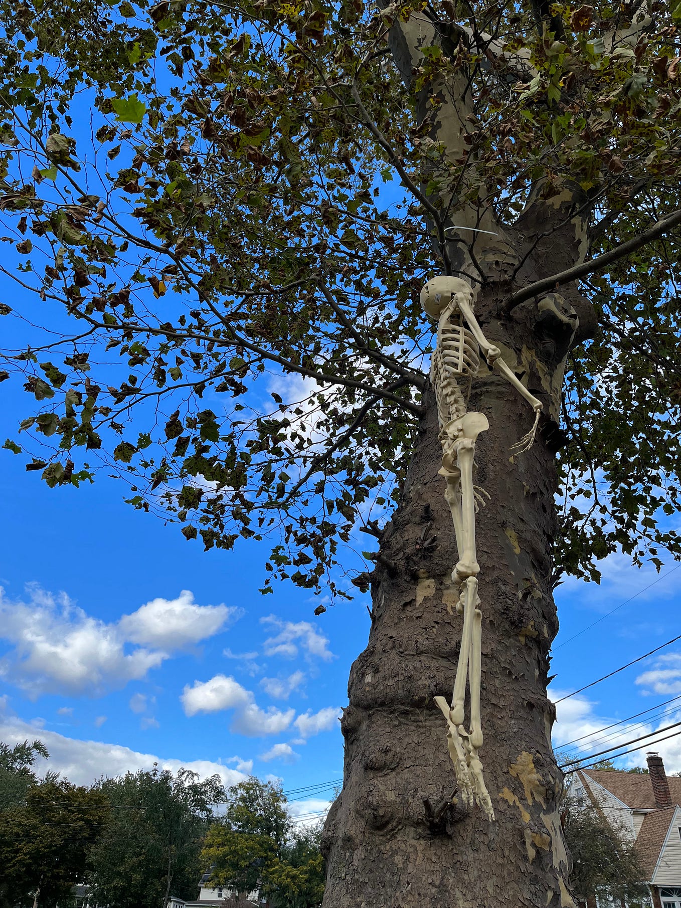 5 Compelling Reasons Why Fred D’Aguiar’s ‘The Longest Memory’ Should Be ...