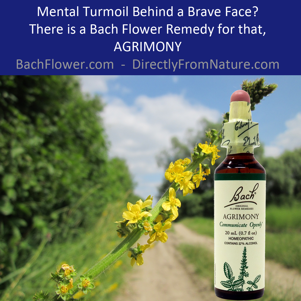 Beech: A Bach Flower Remedy For We Who Are Critical and Intolerant | by ...
