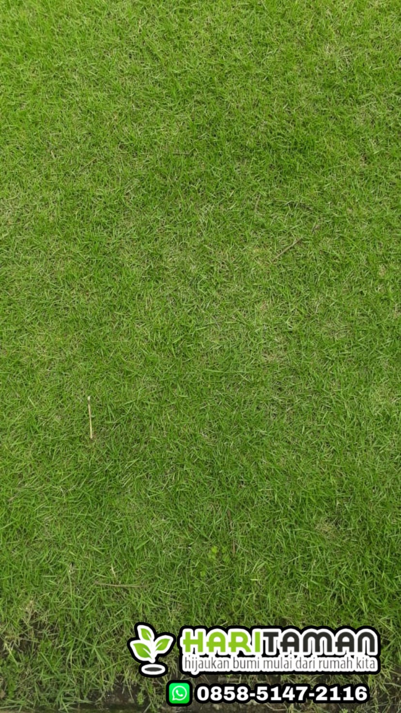 Jual Rumput Gajah Mini Wonosobo. Jual rumput gajah mini wonosobo… | by ...