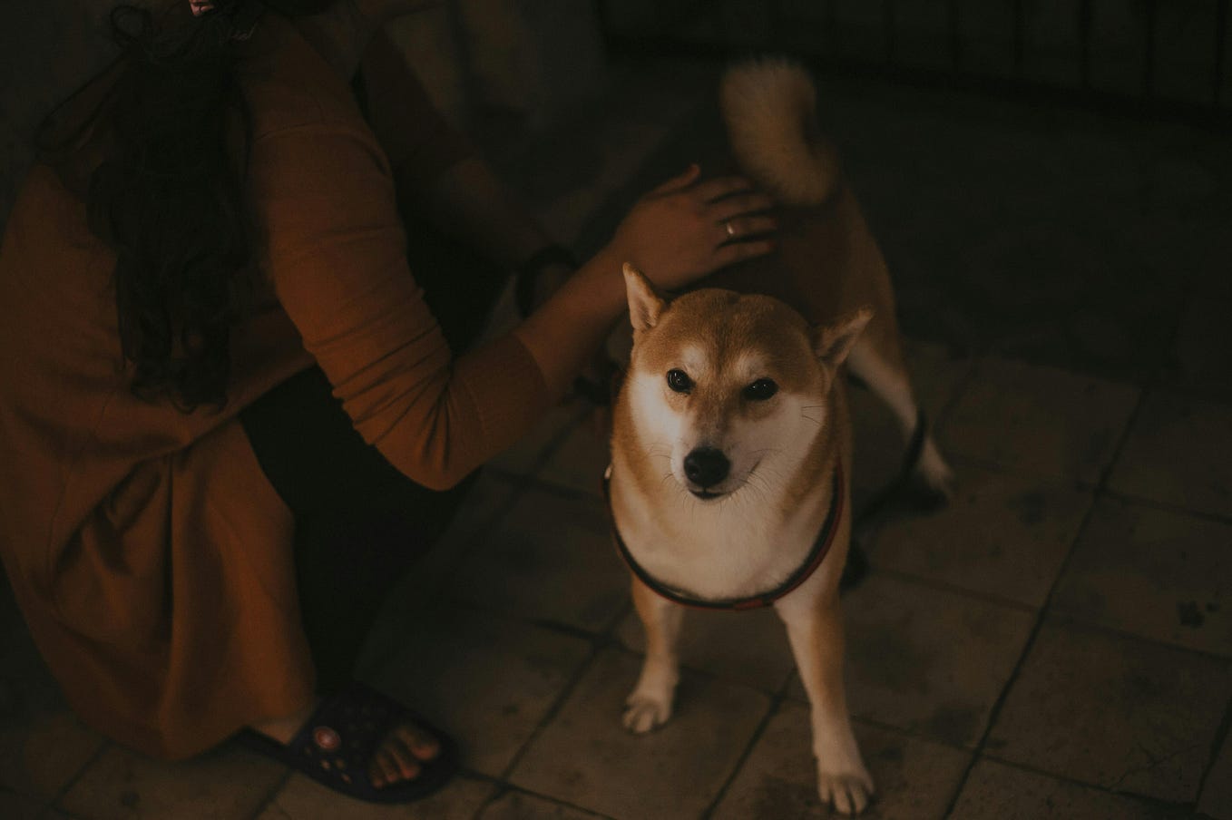 Listen Like a Dog? Mendengarkan Orang Lain Seperti Seekor Anjing? Kita ...