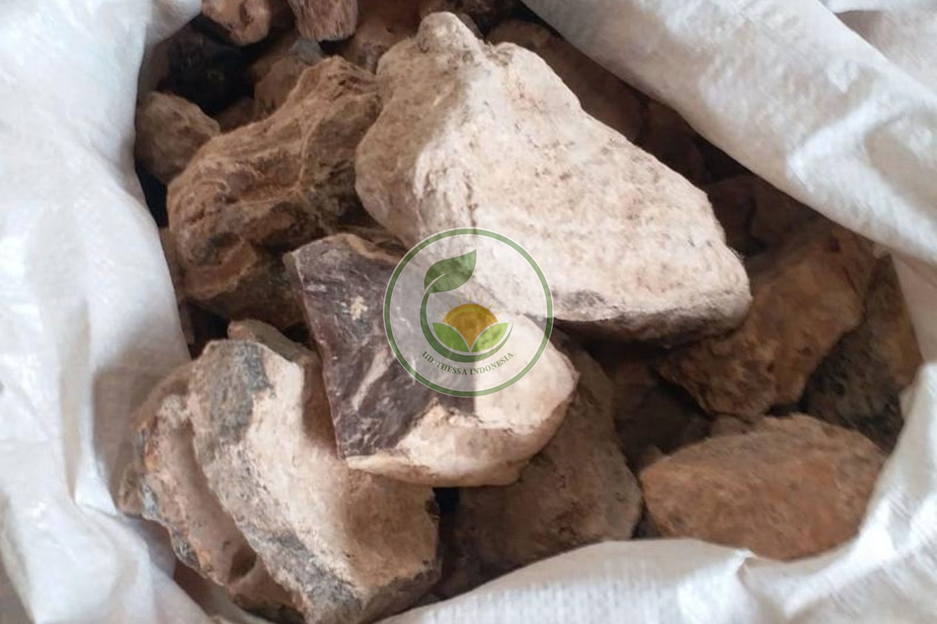 Damar Batu Indonesia - Damar Batu Indonesia - Medium