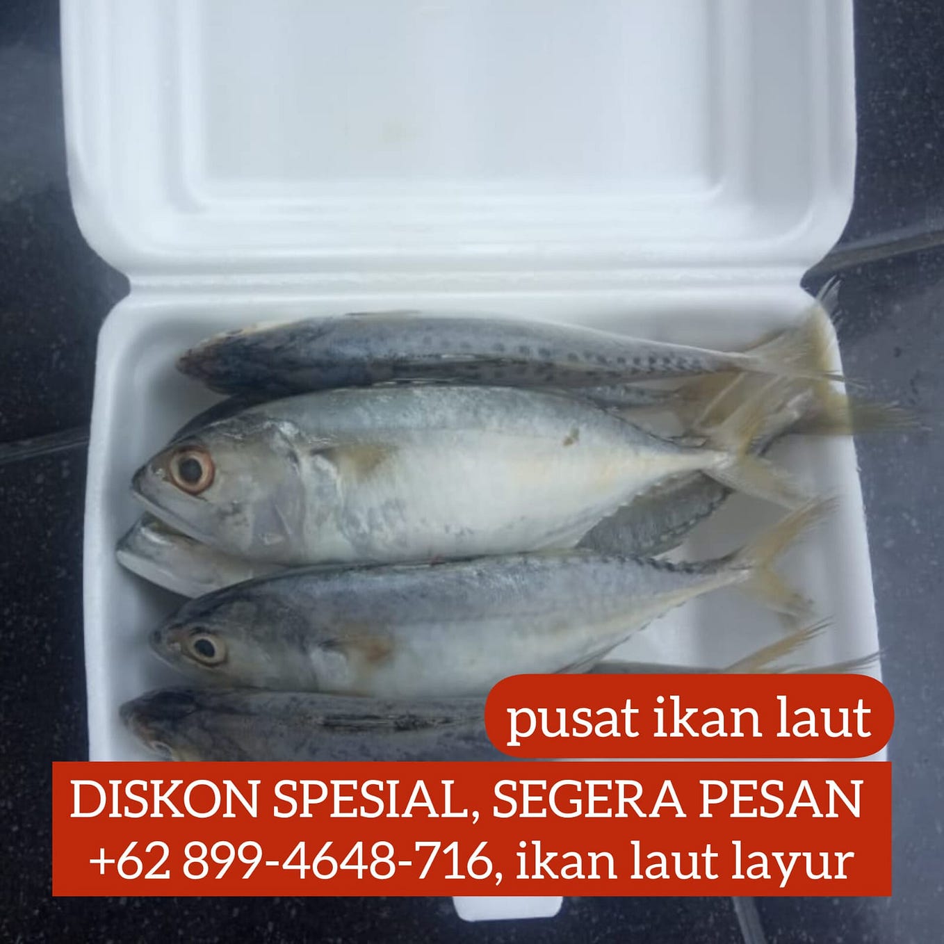 TERBAIK, SEGERA PESAN +62 899-4648-716, ikan laut fresh. | by ...