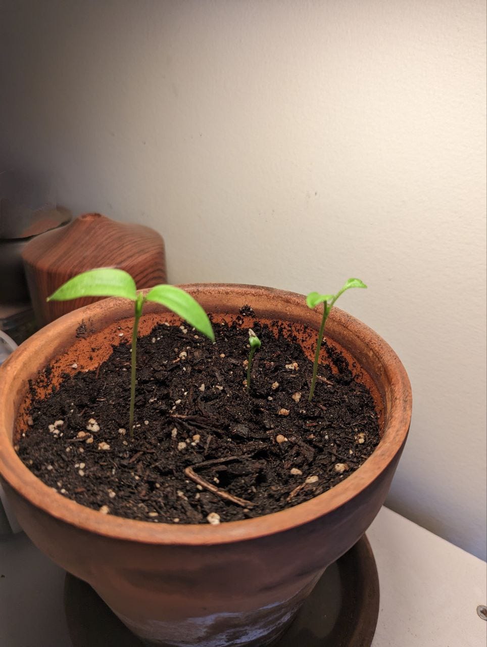 Bell Pepper Plant — Week Six. This week we had a big move!! I had to ...
