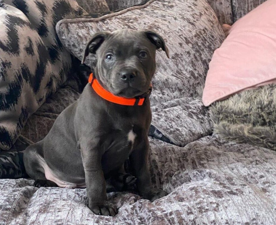 American Pitbull Terrier Puppies in the USA: A Loving Companion from ...