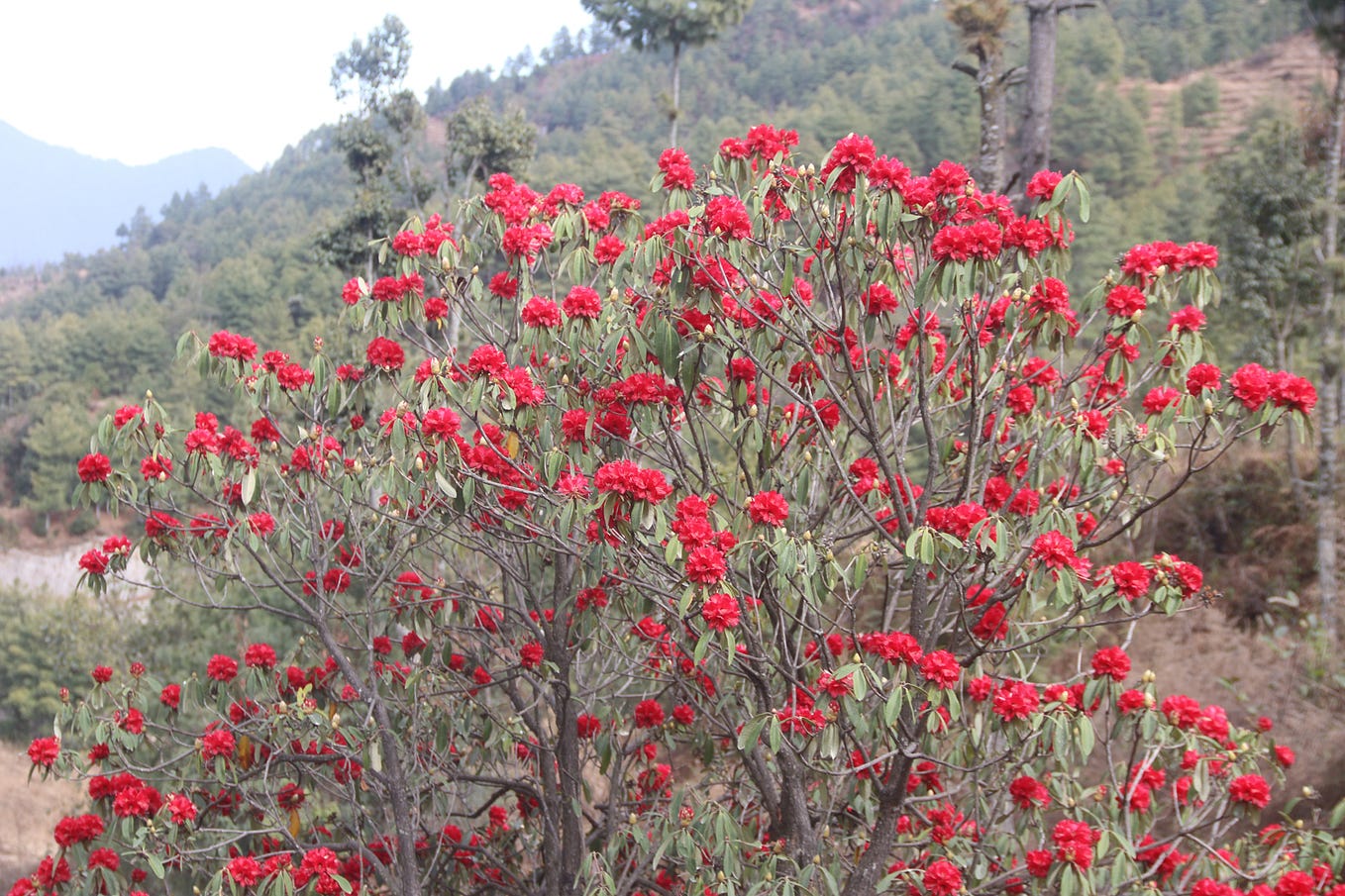 Tourist Village Takam: Takam, a tourist village located in Dhaulagiri ...