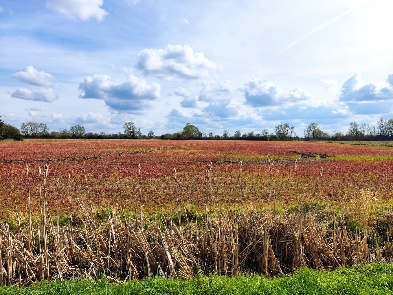 Finding Joy, Day 5. Writing All Day | by A Children's Author's Life ...