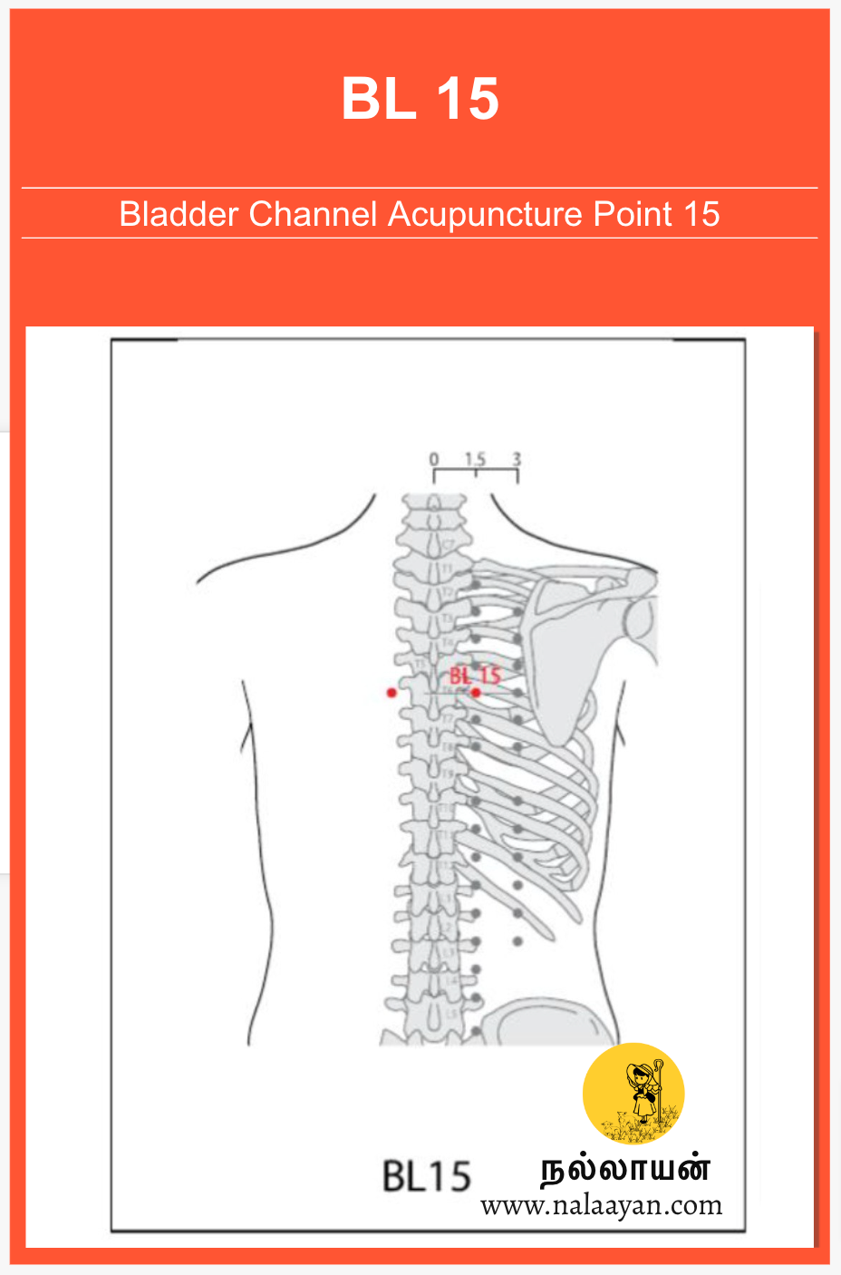 GV 4 Acupuncture Point - The Good Shepherd - Medium