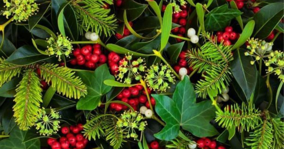 The Symbolism of Holly at Christmas | by Active Hospitality | Medium