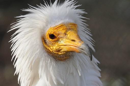 Below the belt: Chaperones for men | by Margaret Allen | Medium