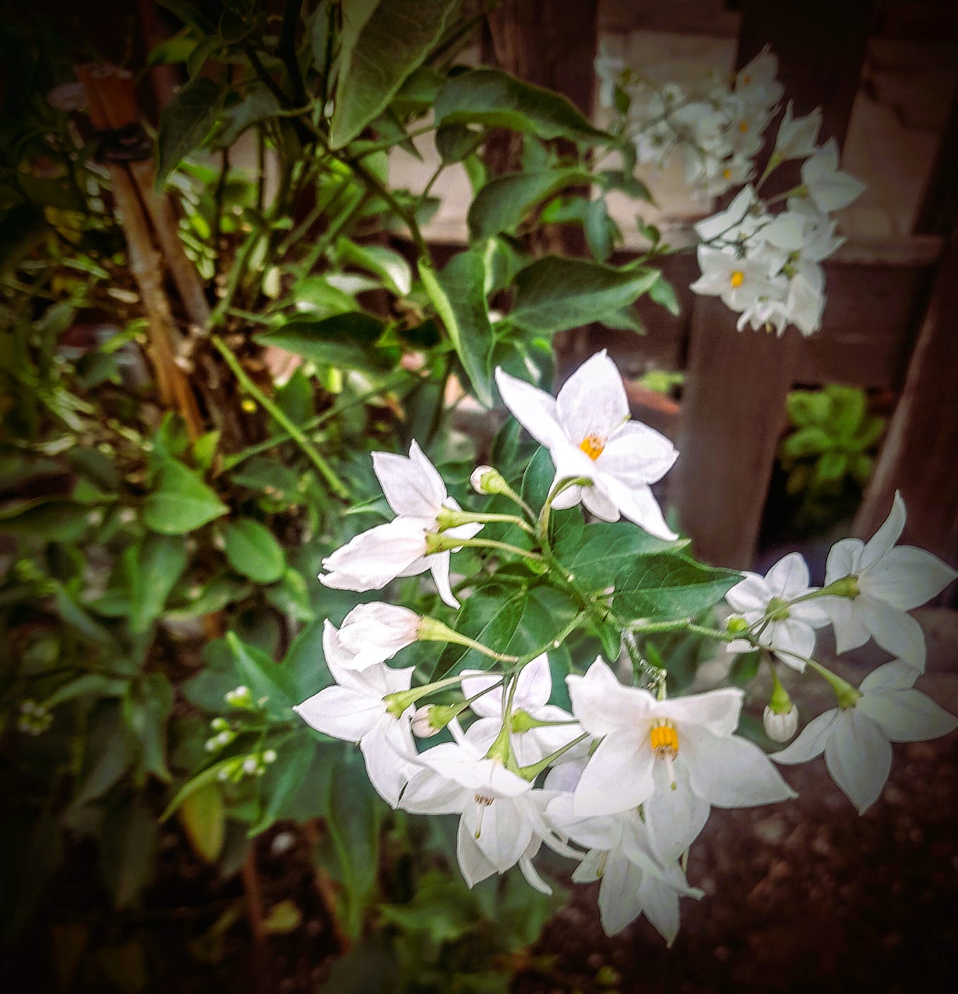 Humanity in All Its Glory - Bouncin’ and Behavin’ Poems - Medium