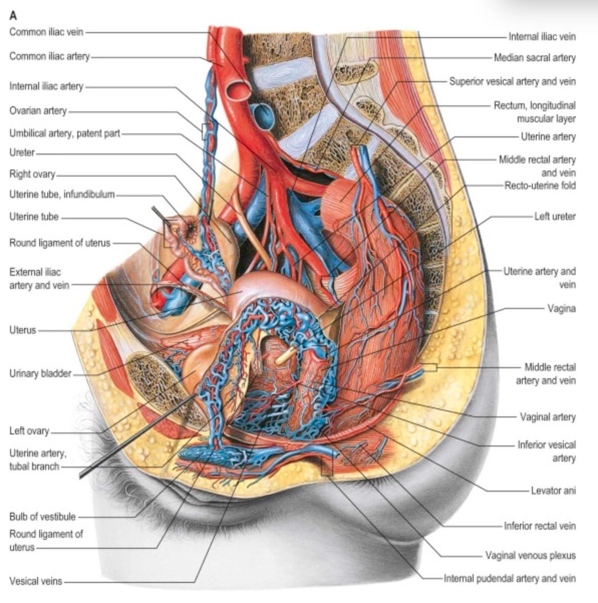 Vaginal Anatomy Nerves