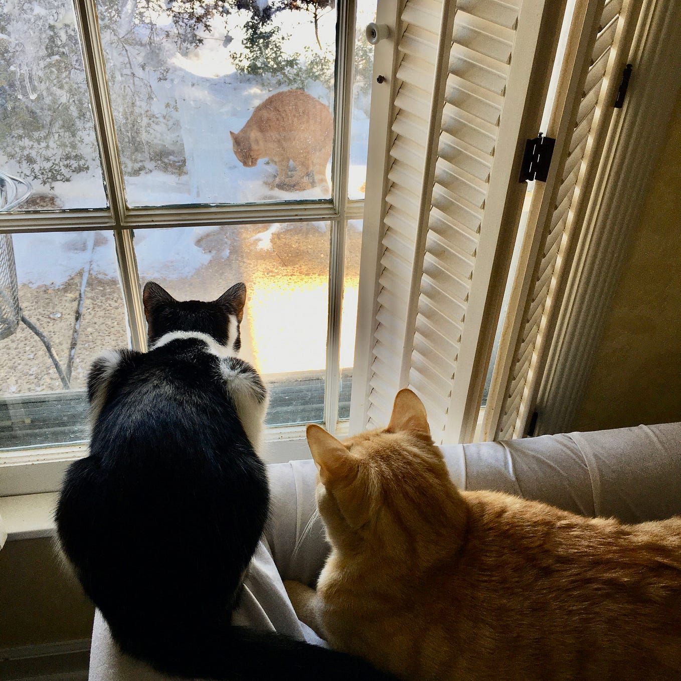 The Making of a Cat Lover. My Mom and Nanny passed down a… | by Dani Ray | Catness | Sep, 2024 ...