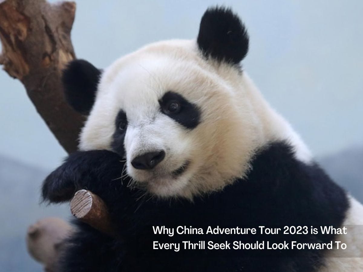 Chengdu Panda Tour: Here’s What to Know before Entering the Panda Base ...