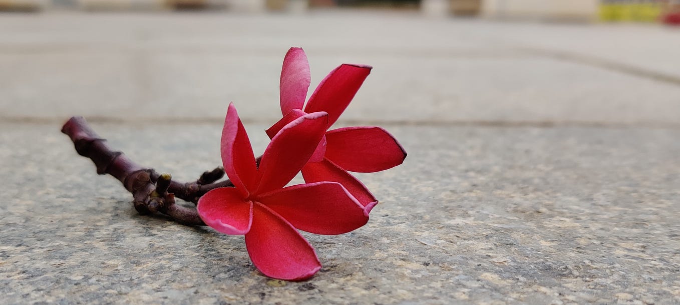 Understanding Optimization Algorithms in Machine Learning | by Supriya ...