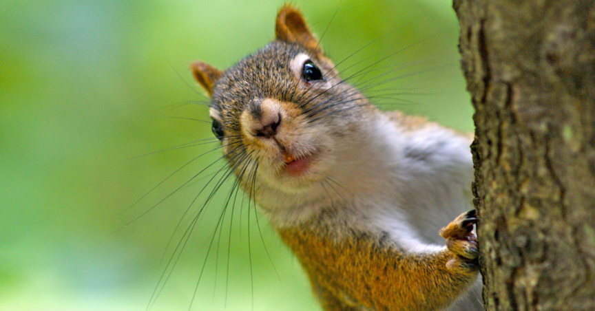 Membuat tabel dengan console javascript | by jonathan | Medium