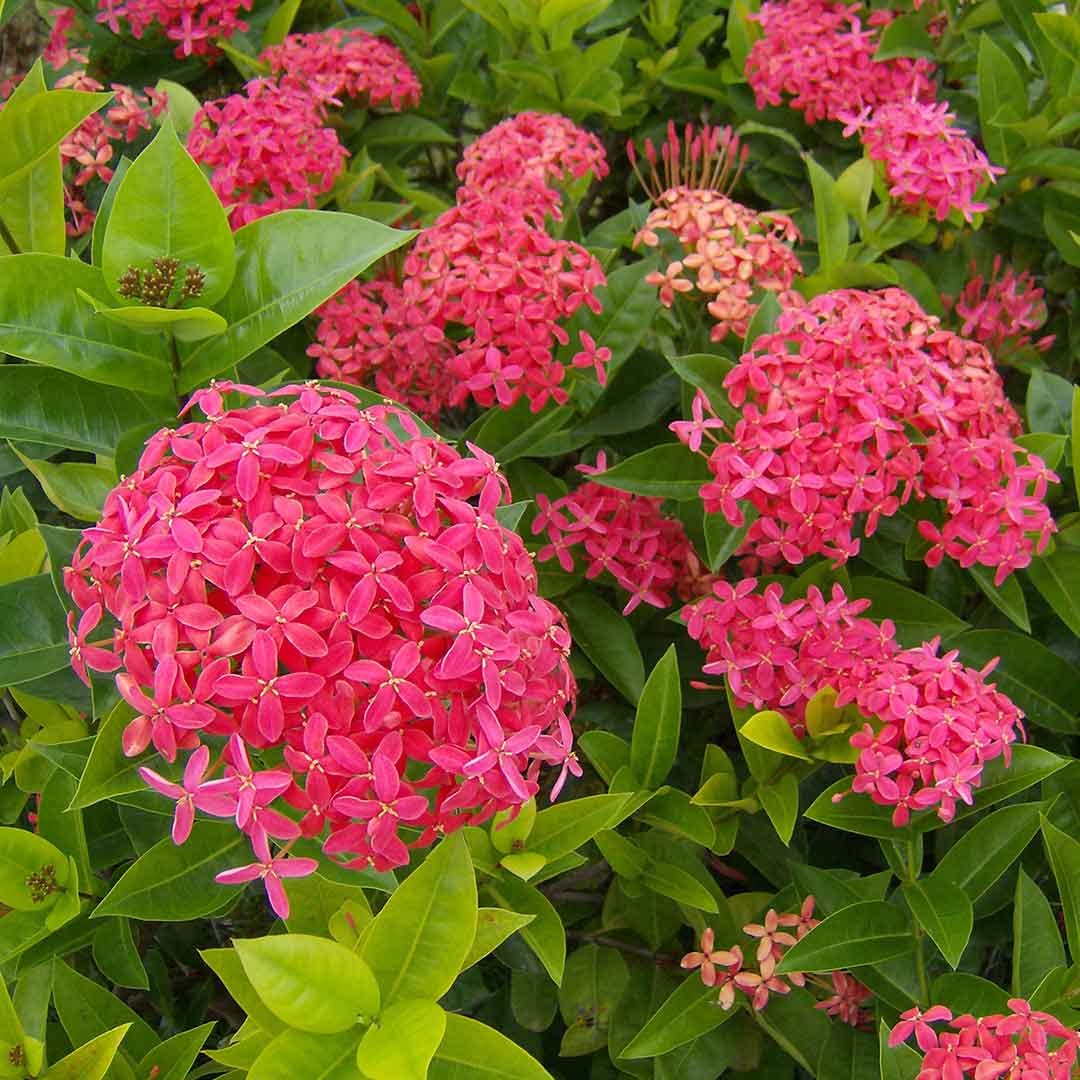 Amma pacharisi-Asthma-plant - sepal petal - Medium