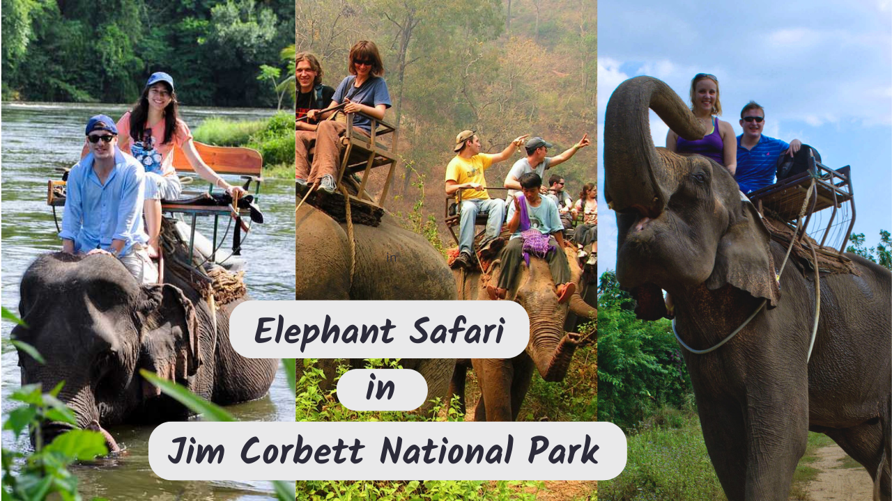 Why Jungle Safari is More Adventurous than Visiting a Zoo? - Jim Corbett - Medium