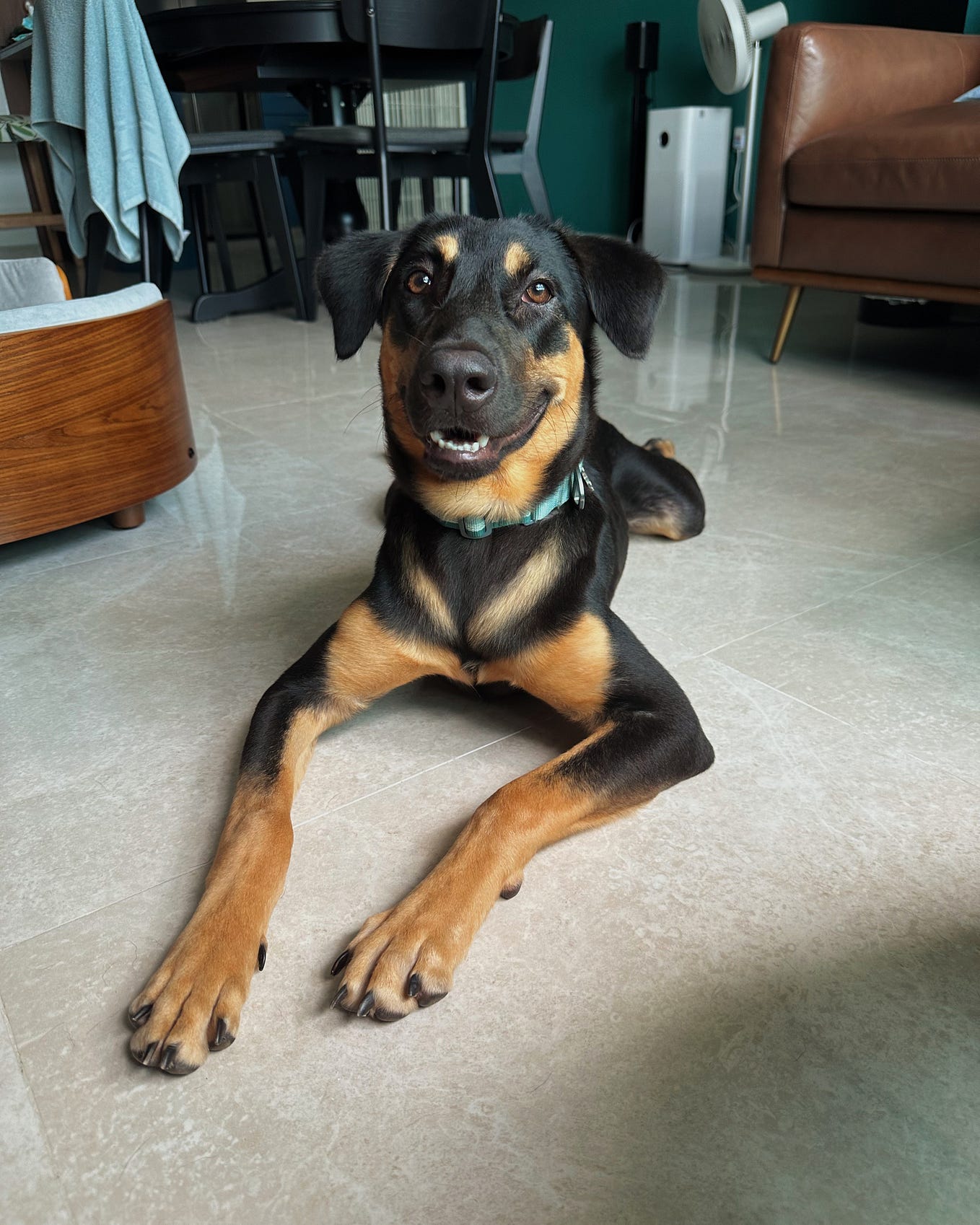 Dog Owner’s Diary #1. I’ve always wanted a dog. I grew up… | by Peteh ...