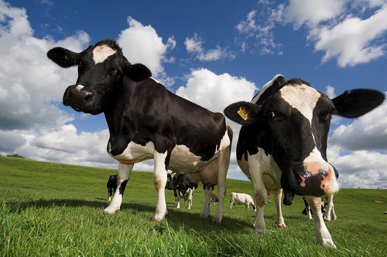The Role and Importance of Ear Tags in Livestock Management: A Guide ...