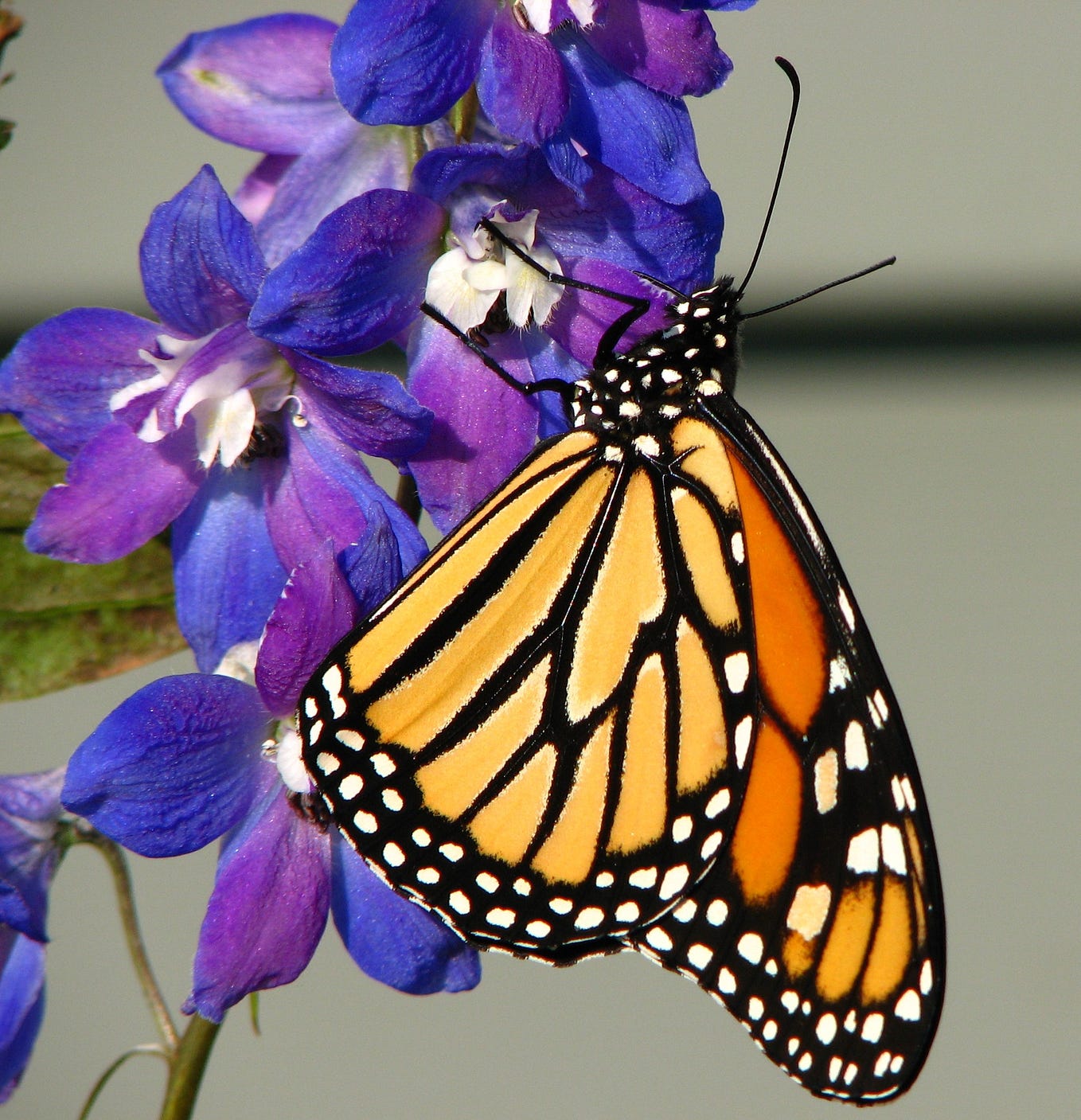 First Signs of a New Monarch Butterfly Generation | by Carol Labuzzetta ...