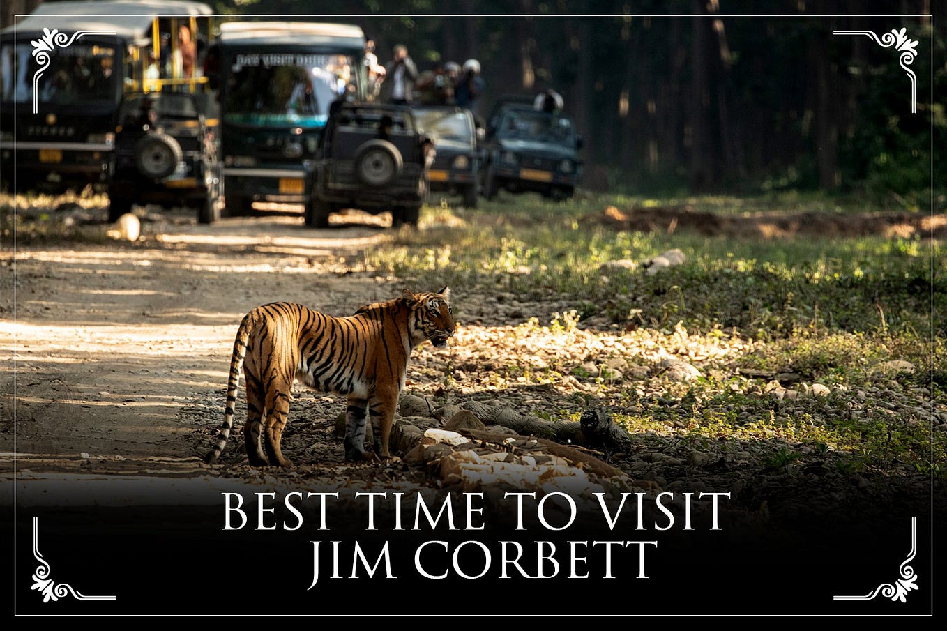 Luxury Resorts in Jim Corbett | Resort De Coracao - Decoracaoresort - Medium