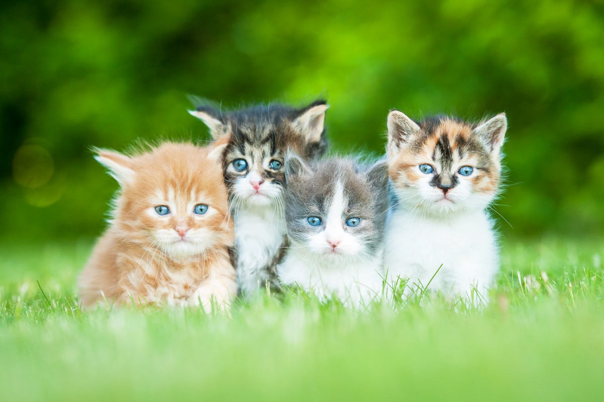 Help Us Save Lives: Support Our Animal Shelter and Rescue Today! | by ...