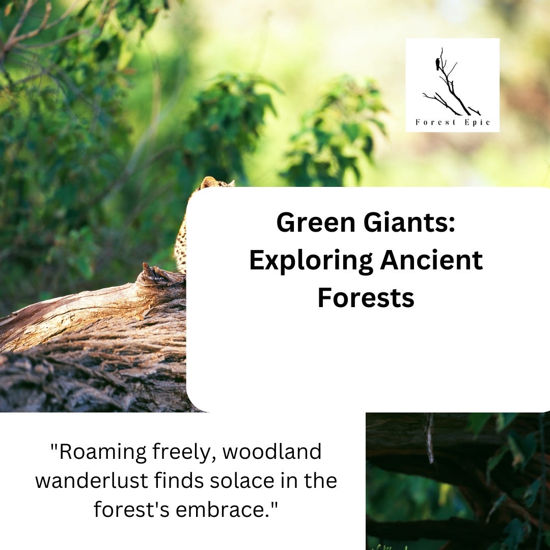 Discover the forest canopy - William S. - Medium