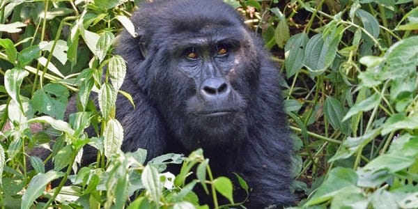 African Safari Packages. Home To Africa brings to tourists… | by Home ...