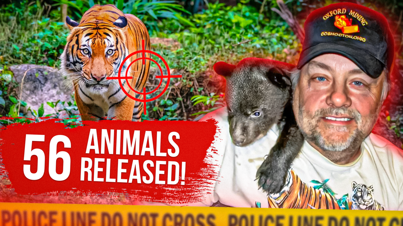 The Case of A Dingo Ate My Baby. Many people have heard or used the ...