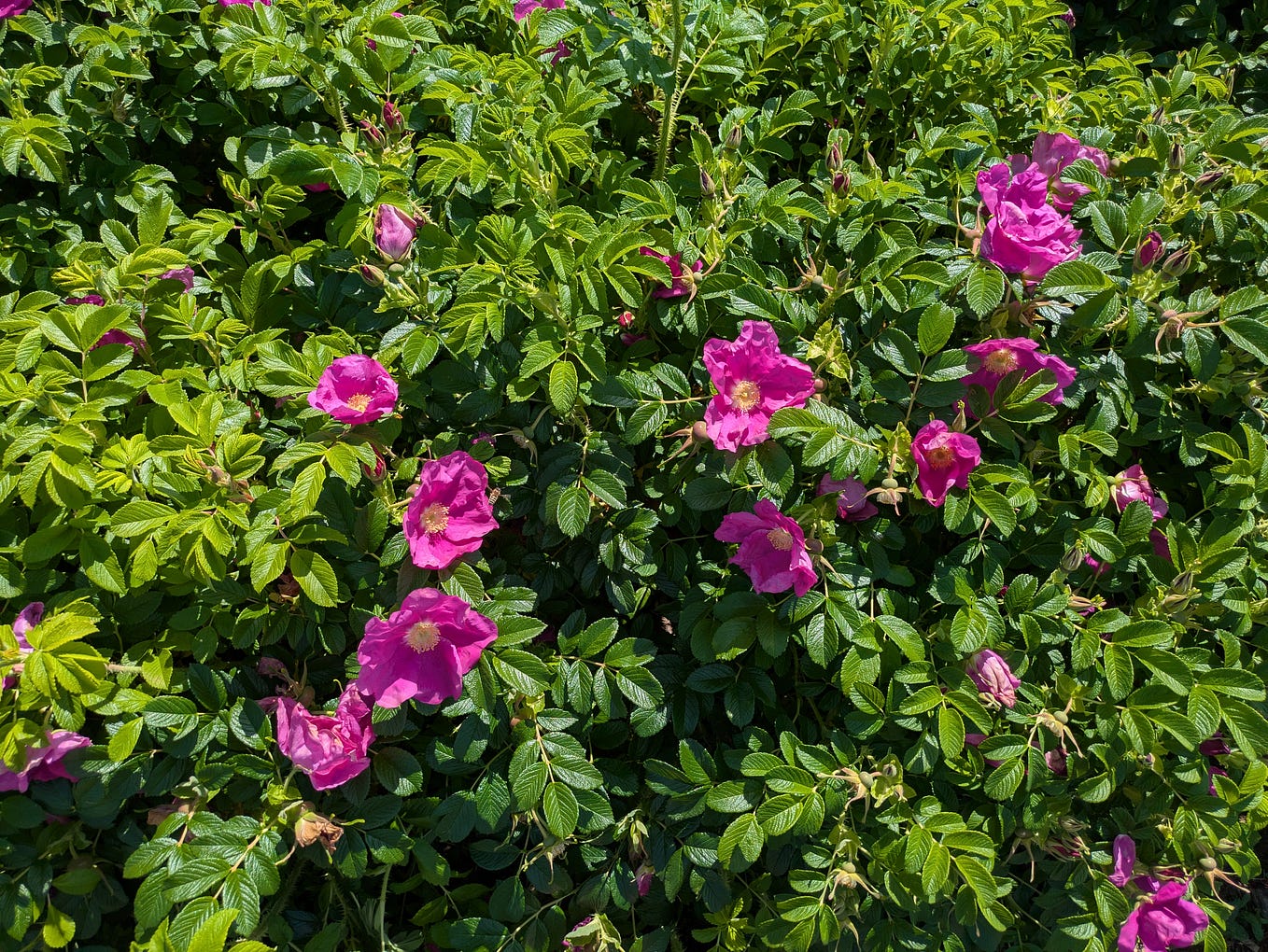 Life Without a Computer. 30 days in, and I’m not going back | by Jenny ...