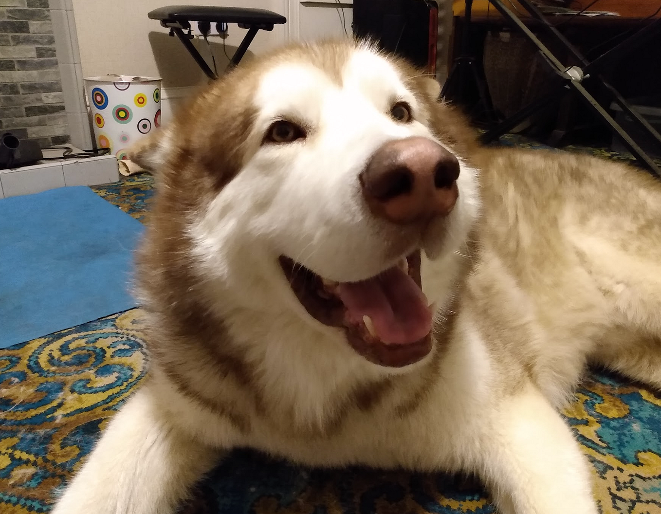 Dog harness cornucopia. Through no fault of my own I found… | by ...