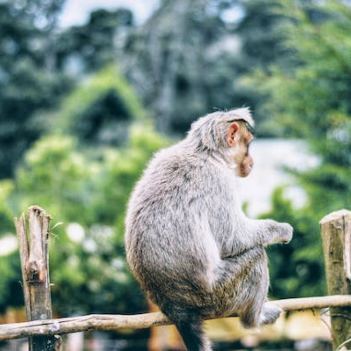 Monkey catcher. Monkey Catcher service- | by Catcher monkey | Medium